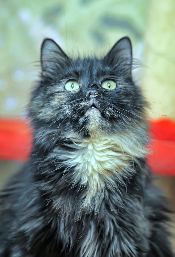 Black and red cat stock image. Image of kitty, holiday - 171807045