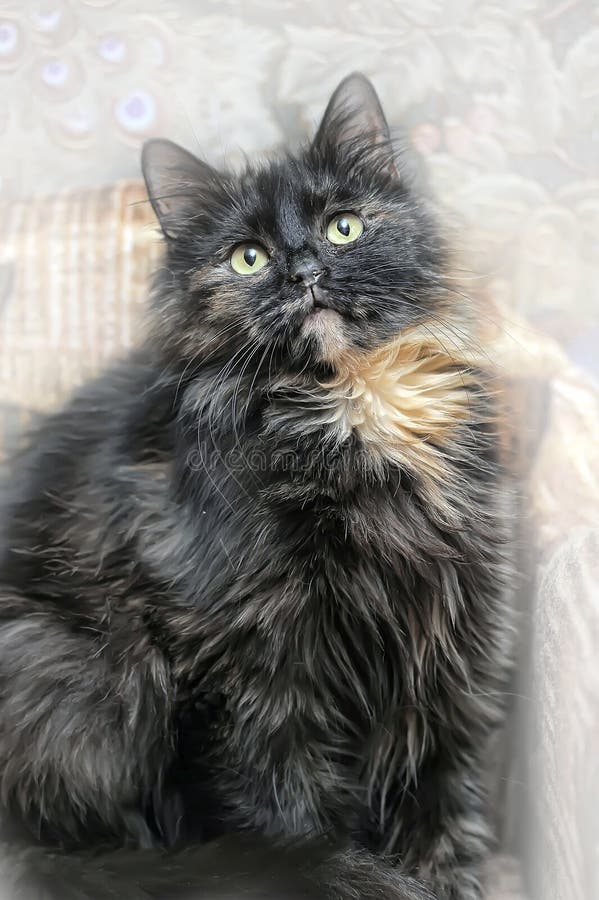 Black and red cat stock photo. Image of adorable, furry - 171807054