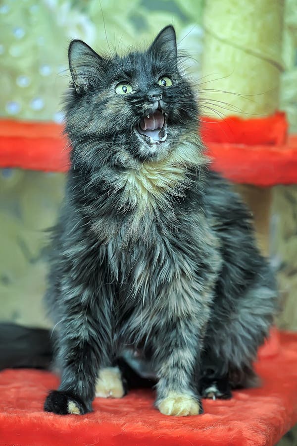 Black and red cat stock photo. Image of bicolor, happiness - 171807076