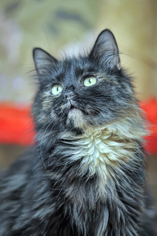 Black and red cat stock photo. Image of colorful, black - 171807082