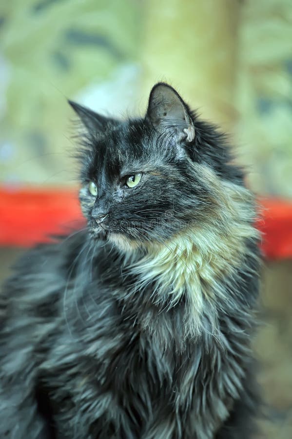 Black and red cat stock image. Image of black, majorca - 171807127