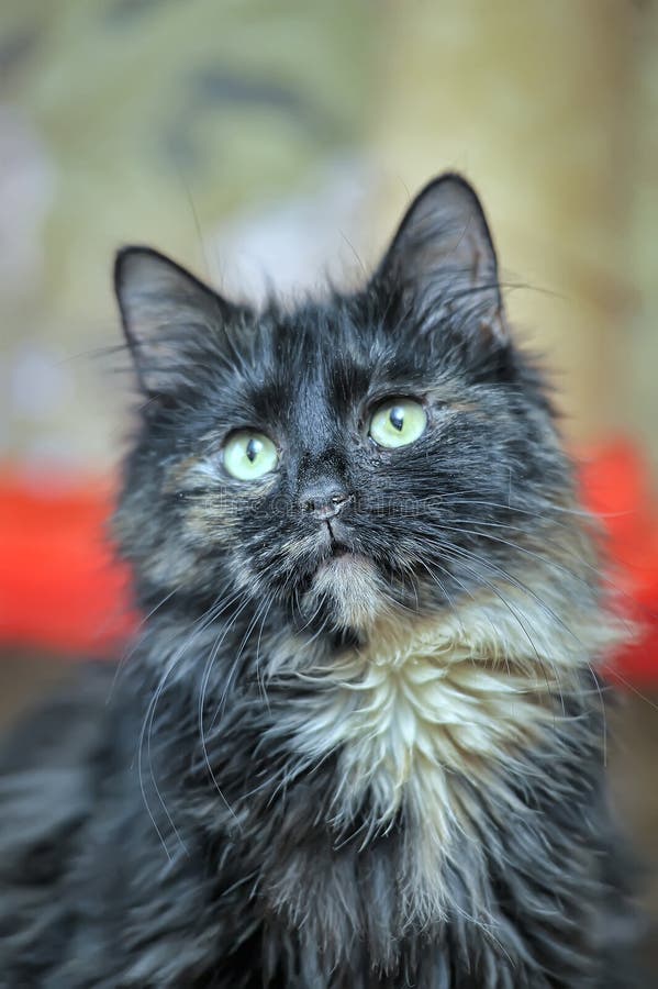 Black and red cat stock photo. Image of background, kitten - 171807180