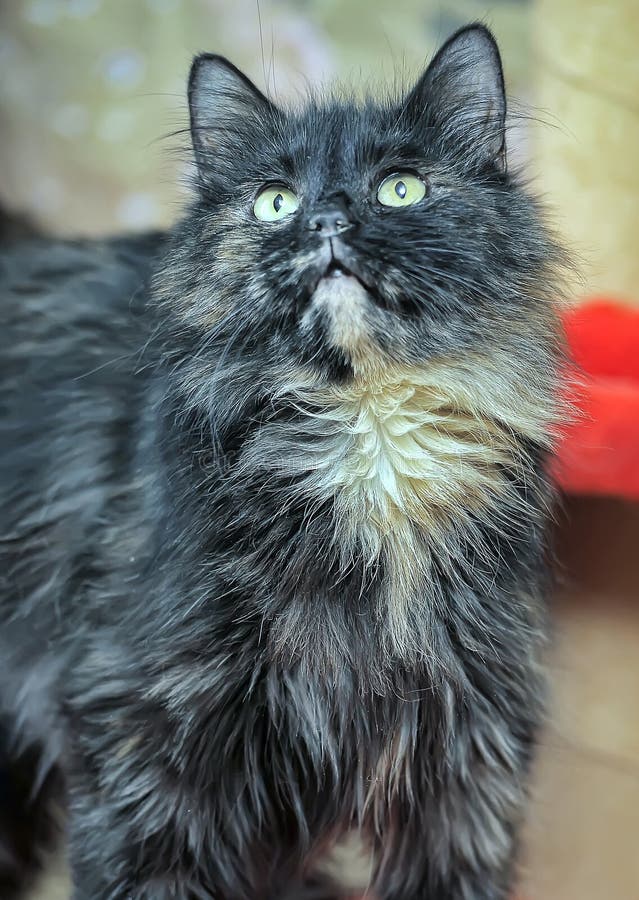 Black and red cat stock image. Image of feline, holiday - 171807297