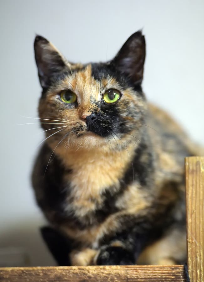 Black and red cat stock image. Image of nature, animal - 139185735