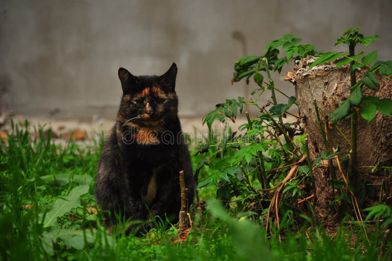 Black Red Cat Sits Near an Old Stump Stock Image - Image of black ...