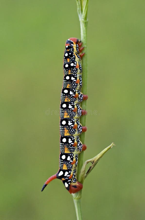 Black - red caterpillar stock image. Image of garden - 13258227