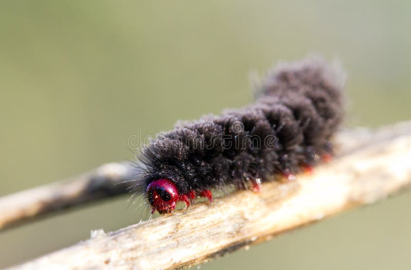 Black Hairy Caterpillar with Red Head Stock Photo - Image of bokeh ...