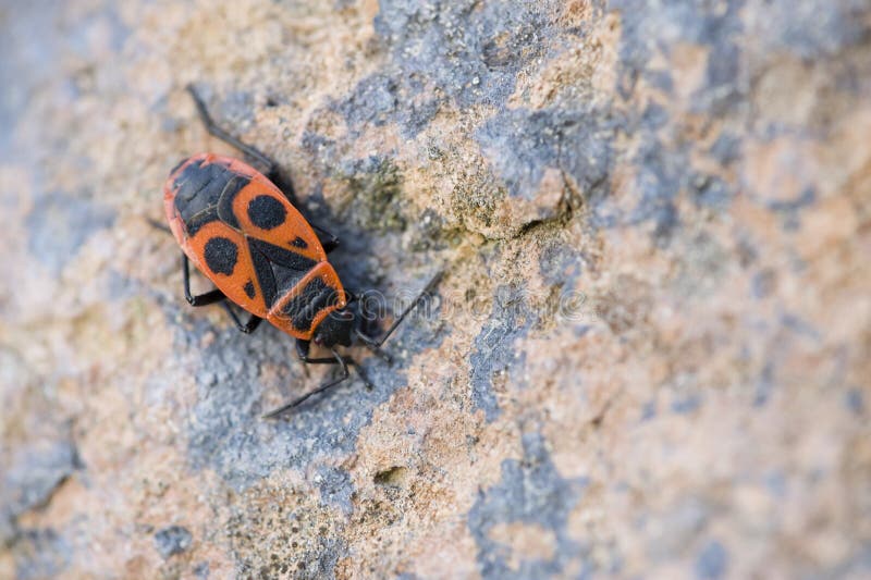 Black and red coleopteron stock image. Image of detail - 27428301