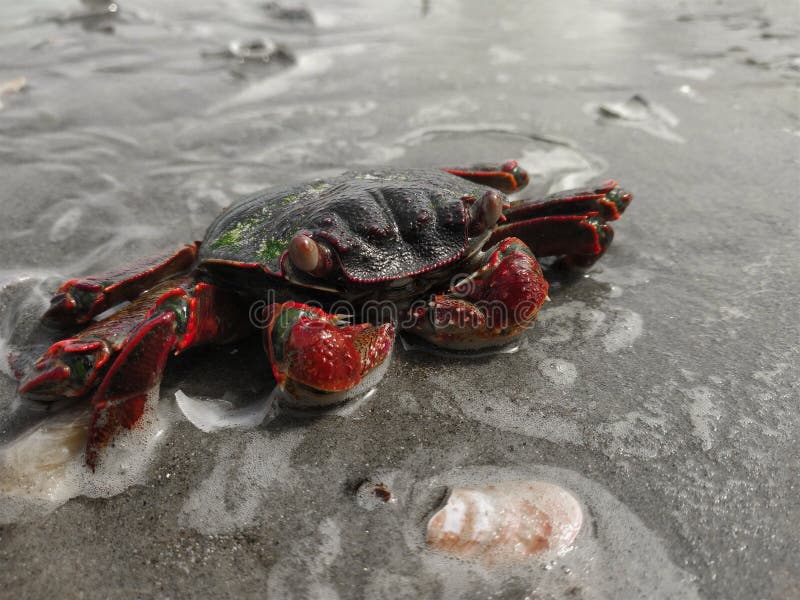 A Black and Red Crab Freshwater Crab on a Beach Stock Photo - Image of ...