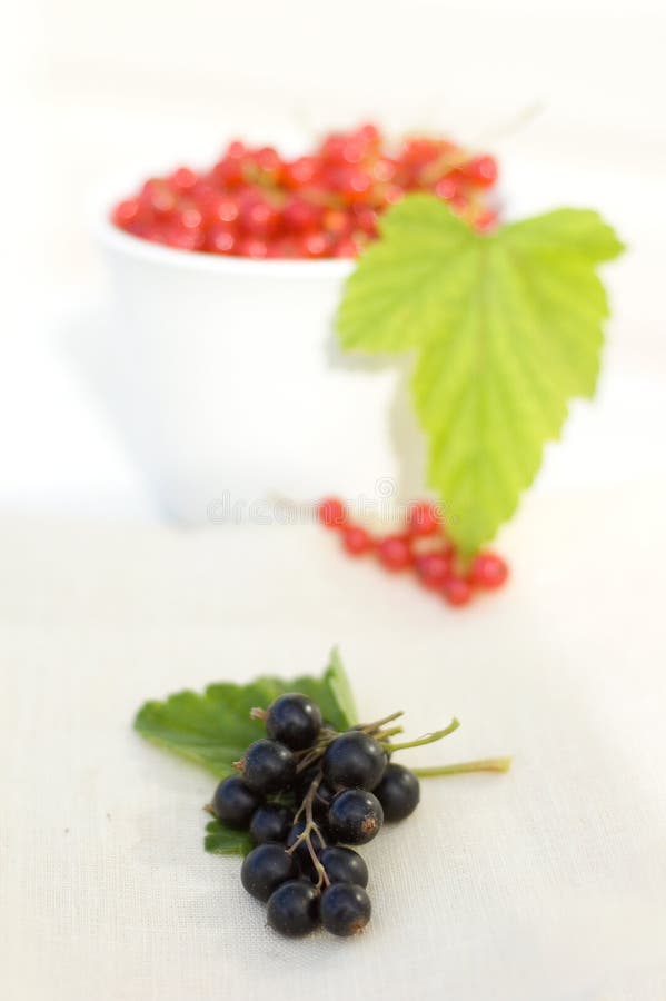Black and red currant stock photo. Image of currant, berry - 10529738