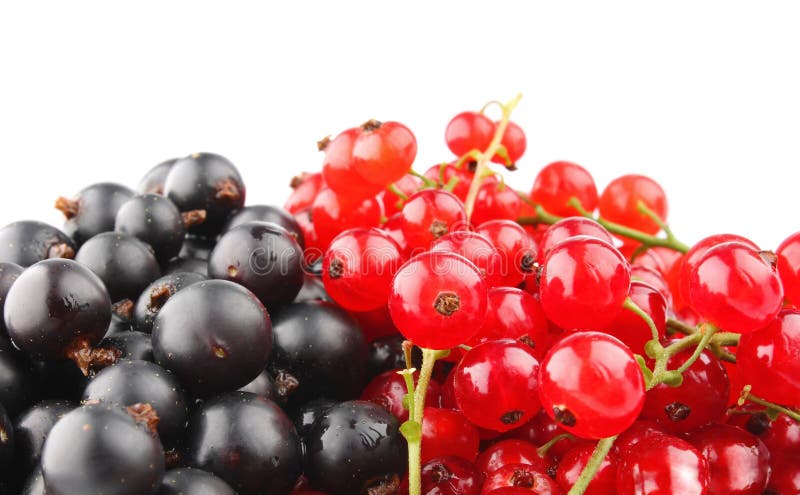 Black and red currant stock image. Image of meal, tasty - 25482431