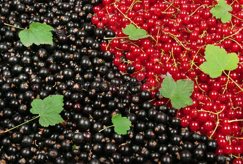 Black and Red Currant with Green Leaves. Stock Image - Image of ...