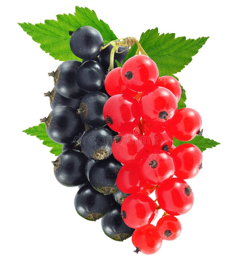 Black and red currant stock image. Image of currant, background - 67526215
