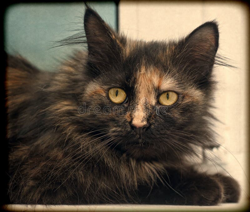 Black and red cat stock image. Image of colorful, happiness - 151489531