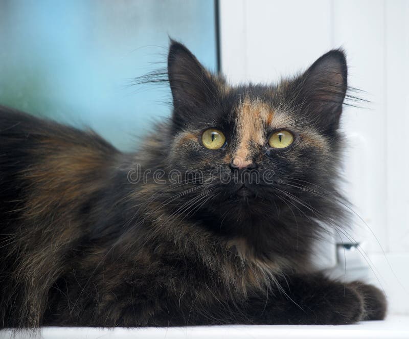 Black and red cat stock photo. Image of kitty, holiday - 151489942