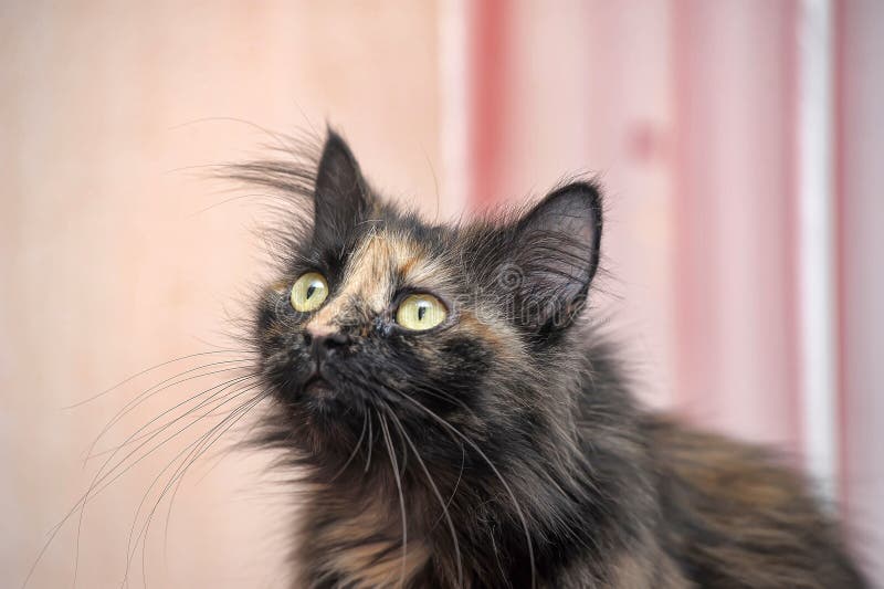 Black and red cat stock photo. Image of lying, mammal - 151490414