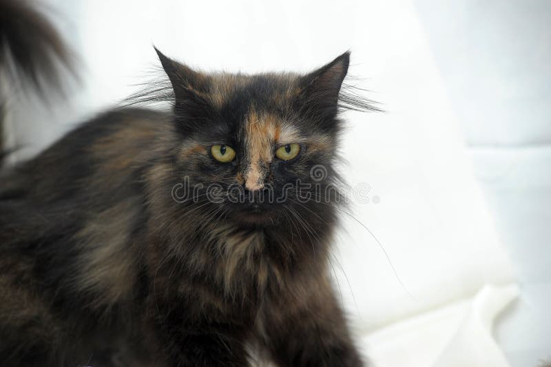 Black with red cat stock photo. Image of furry, isolated - 101871078