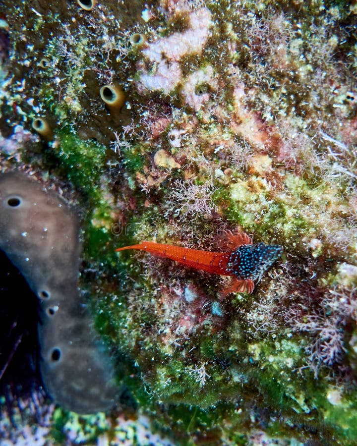Black and Red Goby Fish on Colorful Reef Stock Image - Image of scuba ...
