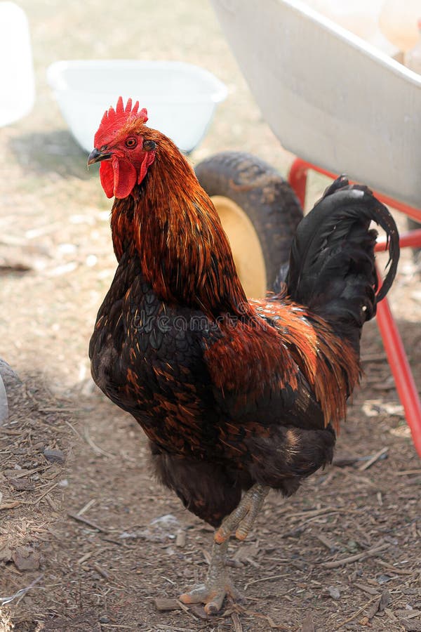 Black with Red and Gold Rooster Walks in the Yard Stock Photo - Image ...