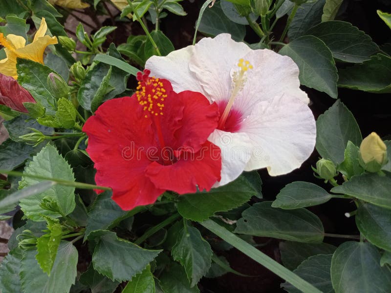 232 Gudhal Flower Stock Photos - Free & Royalty-Free Stock Photos from ...