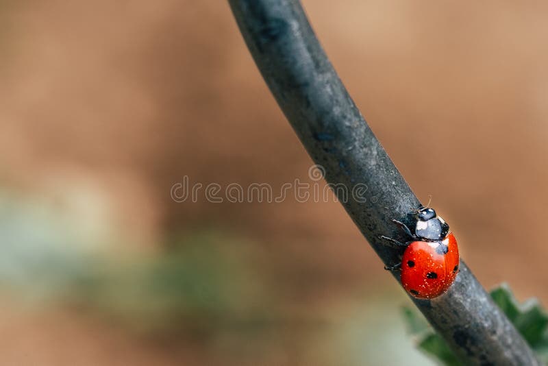Ladybug is Resting on the Fern Stock Photo - Image of branch, fern ...
