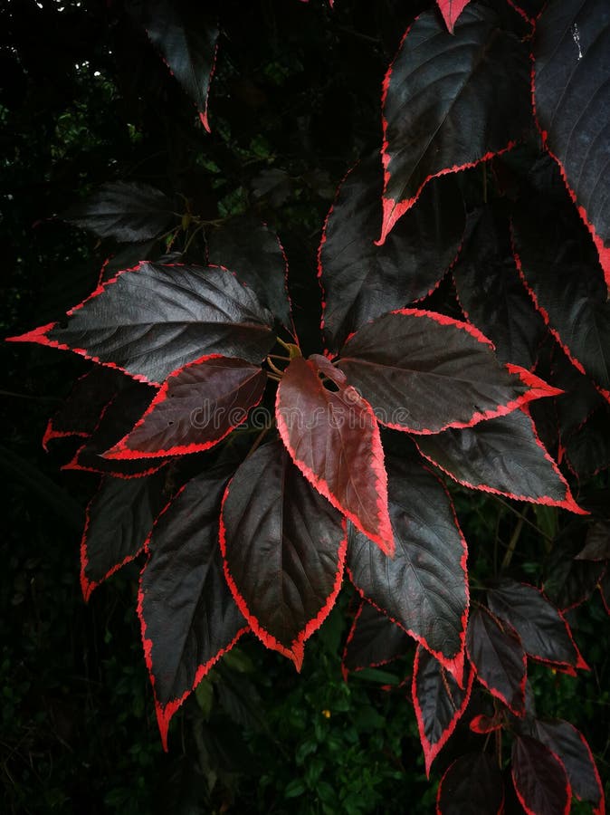 Black and Red Leaf Plant. Leaves Have Firey Red Edges Stock Photo ...