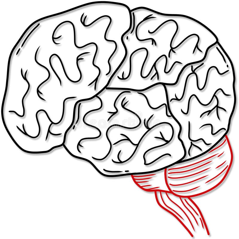 Human Brain Drawing Side View Stock Illustrations – 450 Human Brain ...