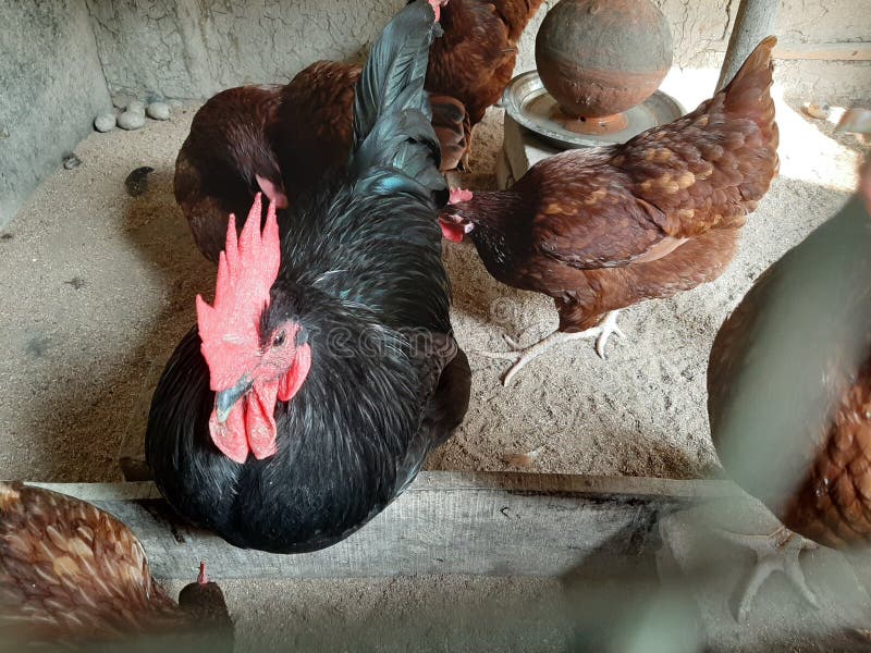 Black and Red are Many Hens at Once Stock Photo - Image of conditions ...