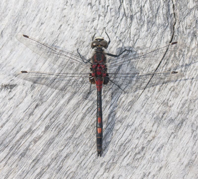 Black and Red Mottled Dragonfly Stock Photo - Image of detail, wings ...