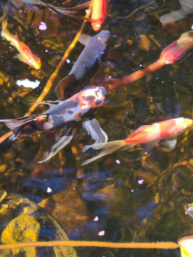Fish in the Pond in the Back Yard Stock Image - Image of house, pond ...