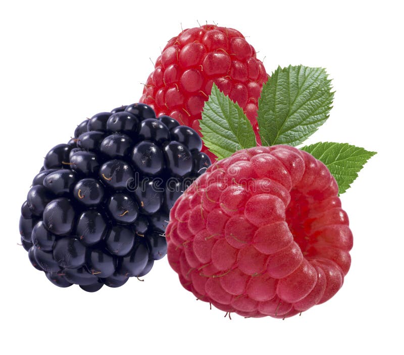 Raspberry isolated stock photo. Image of isolated, healthy - 20276006