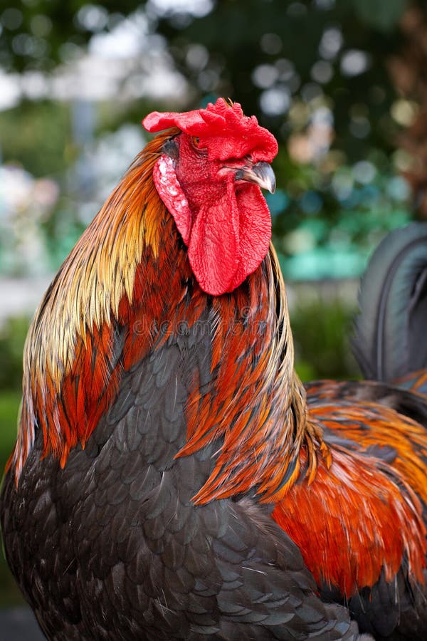 Rooster stock image. Image of wattles, portrait, hackles - 8845909