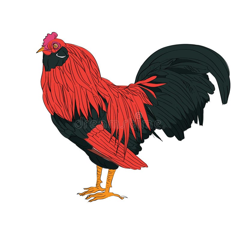 Black and red rooster stock vector. Illustration of creative - 78460984