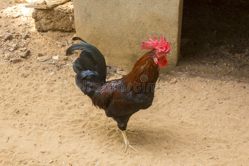 A Black Red Rooster Close Up on the Farm Stock Image - Image of ...