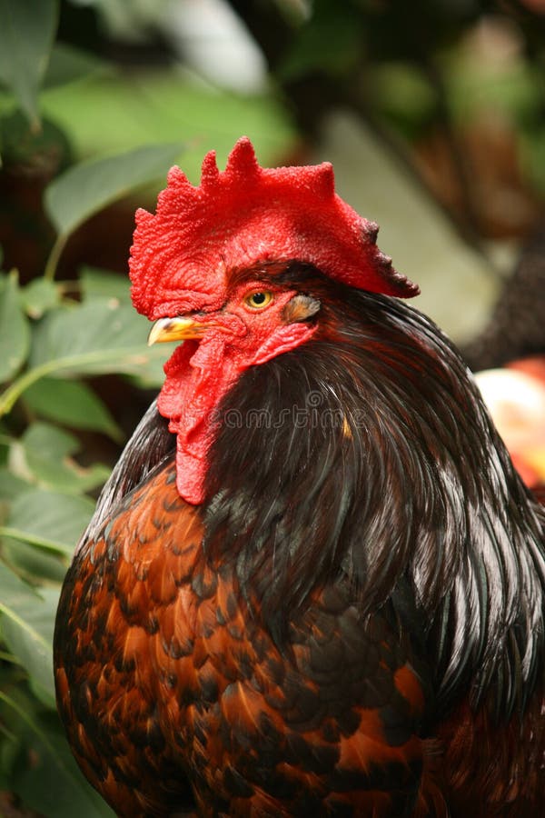 Black and Red Rooster Portrait Stock Photo - Image of capon, bird: 45841664