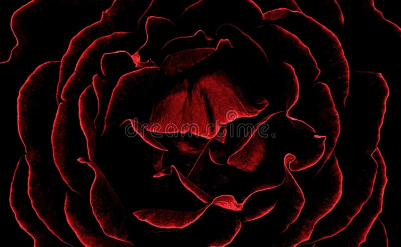 Black And Red Rose Background Stock Image - Image of abstract ...