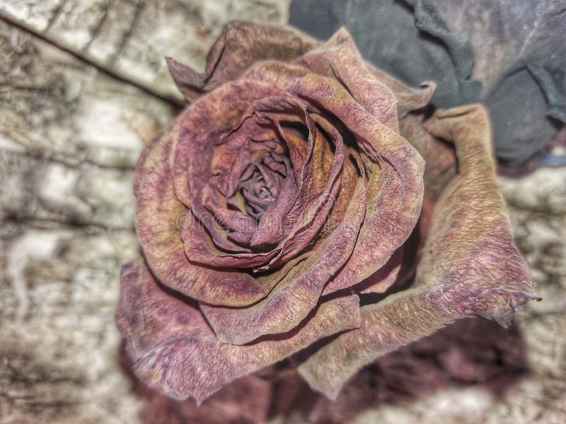 BlAck and red roses stock image. Image of black, texture - 136370947