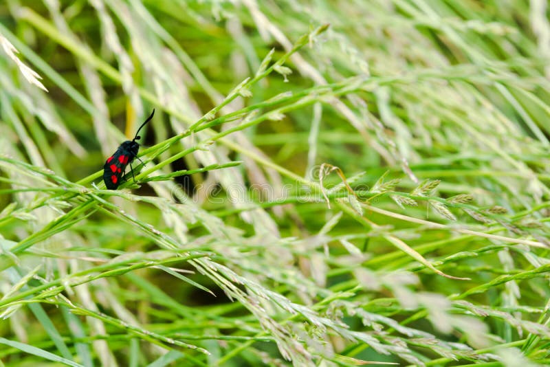 Black and Red Spotted Insect with Long Antenna Stock Photo - Image of ...