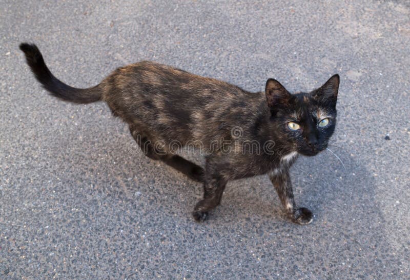 Black and Red Stray Cat Walking on Asphalt Stock Image - Image of ...