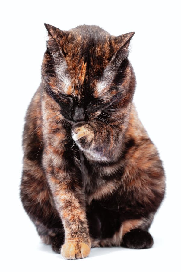 Black and Red Tortoiseshell Cat on a Blue Background Stock Photo ...