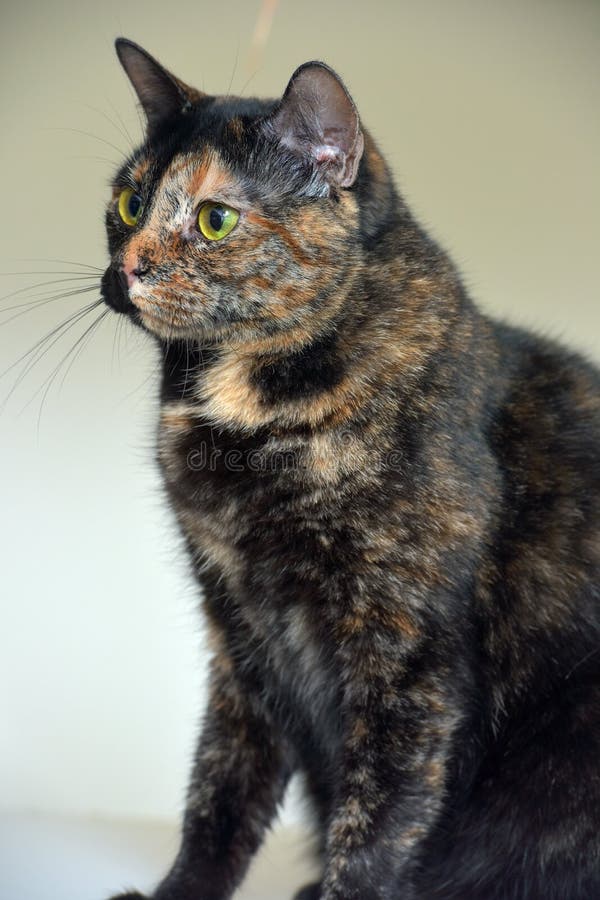 Black and Red Tortoiseshell Shorthair Cat Stock Photo - Image of basin ...