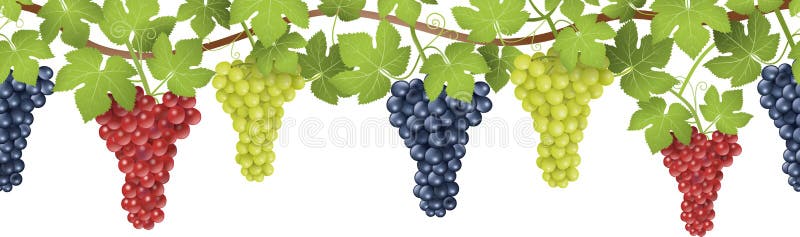 Grapes and Leaves Banner Background Seamless Stock Image - Illustration ...