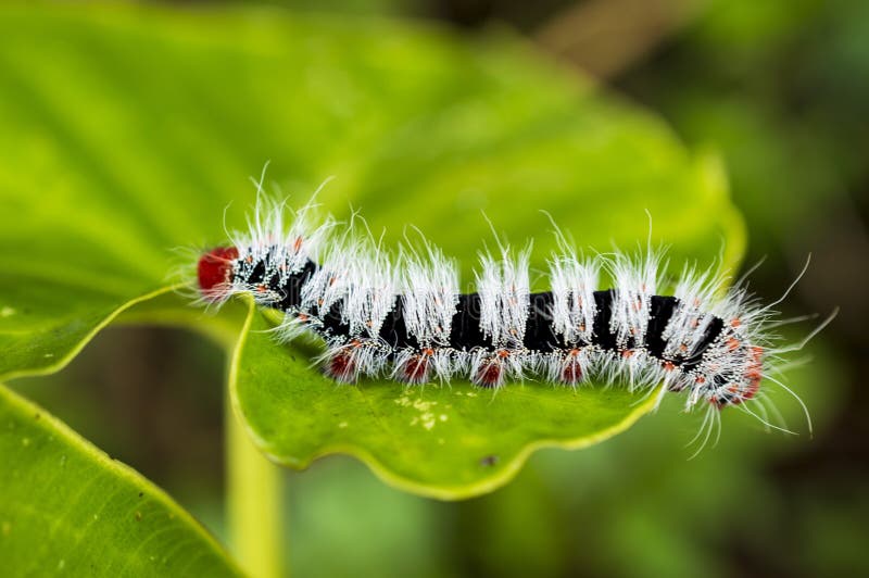 Black Red and White Hairy Caterpillar in Focus Stock Image - Image of ...