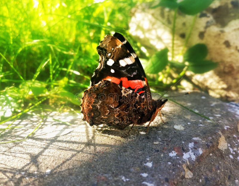 Black with Red and White Spots Butterfly Stock Image - Image of ...