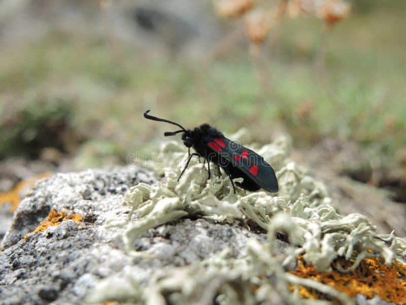 Black And Red Winged Insect Tilt Shift Lens Photography Picture. Image ...