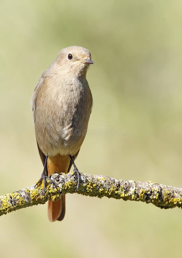 Black redstart stock photo. Image of black, wildlife - 23342958