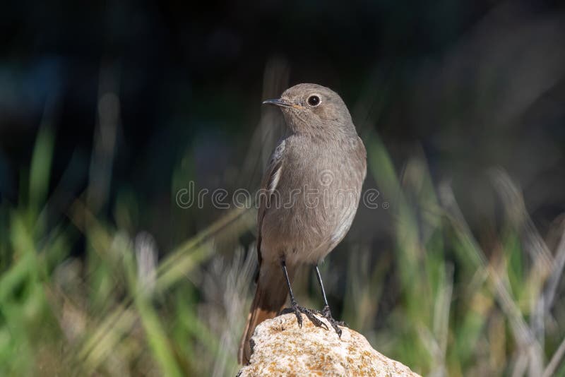 Black Redstart Bird Perched on a Stone Stock Photo - Image of european ...