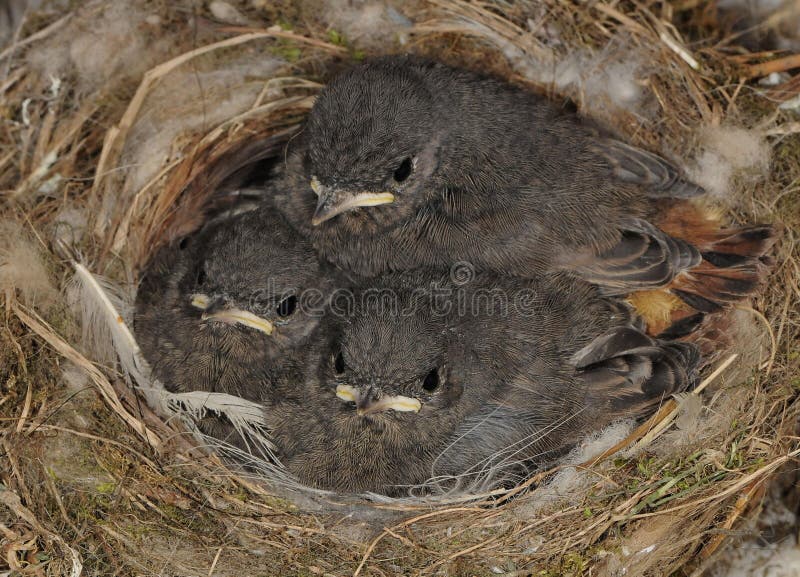 Black Redstart stock image. Image of nest, fauna, phoenicurus - 39618943