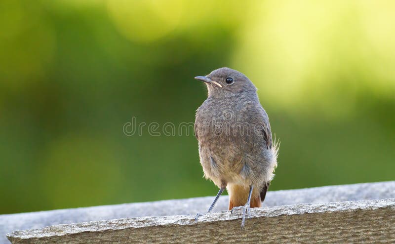 Black Redstart, Phoenicurus Ochruros. a Chick Sits on the Edge of a ...
