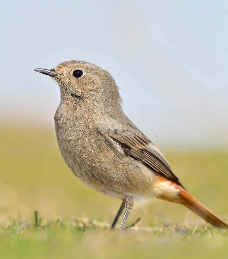 Black Redstart Phoenicurus Ochruros Stock Image - Image of wildlife ...